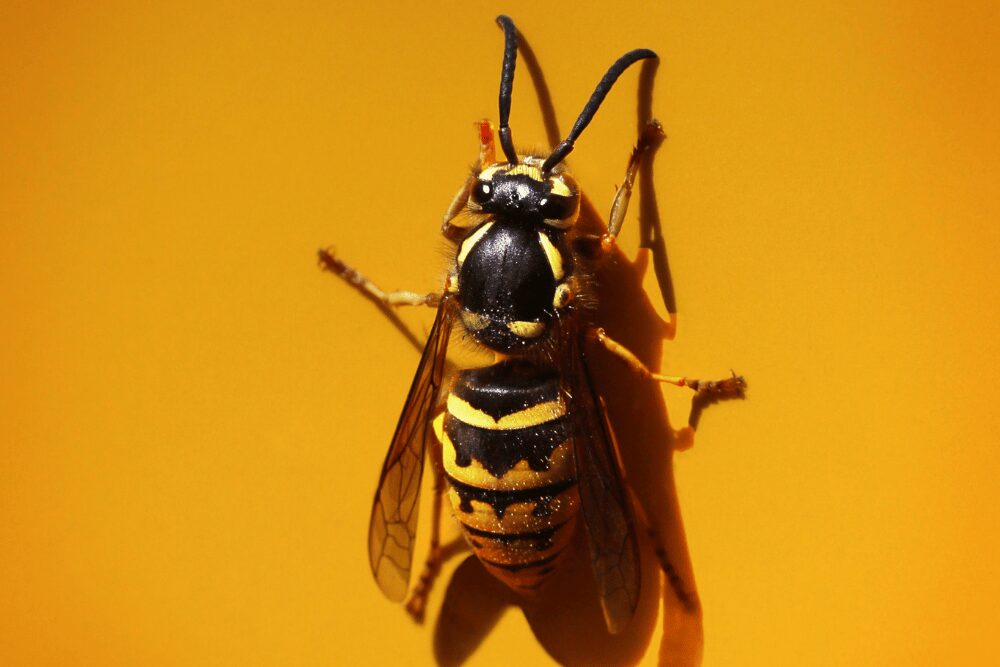 Identifying 20 Common Types of Wasps | Bugaboo Pest Control