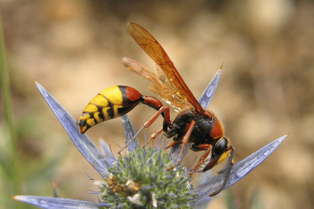 Identifying 20 Common Types of Wasps | Bugaboo Pest Control
