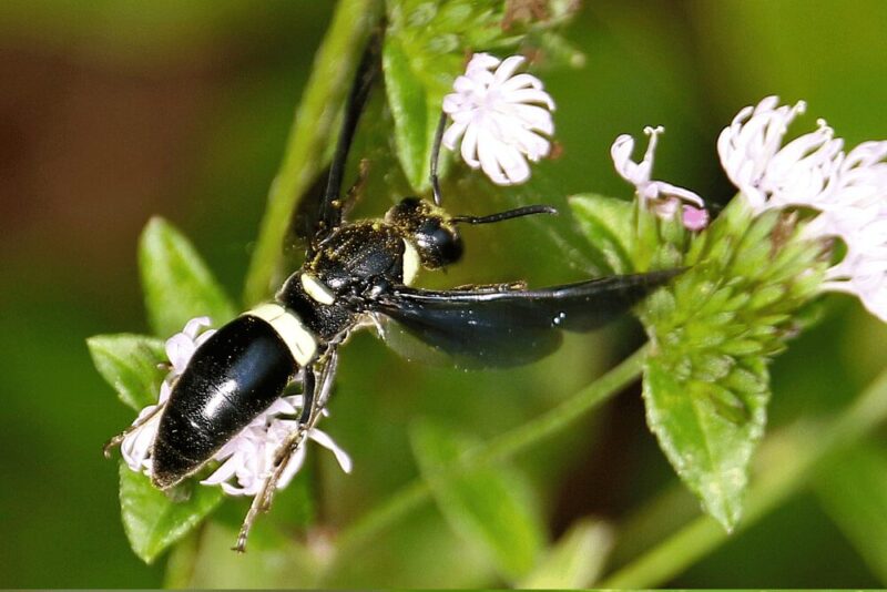 Identifying 20 Common Types of Wasps | Bugaboo Pest Control