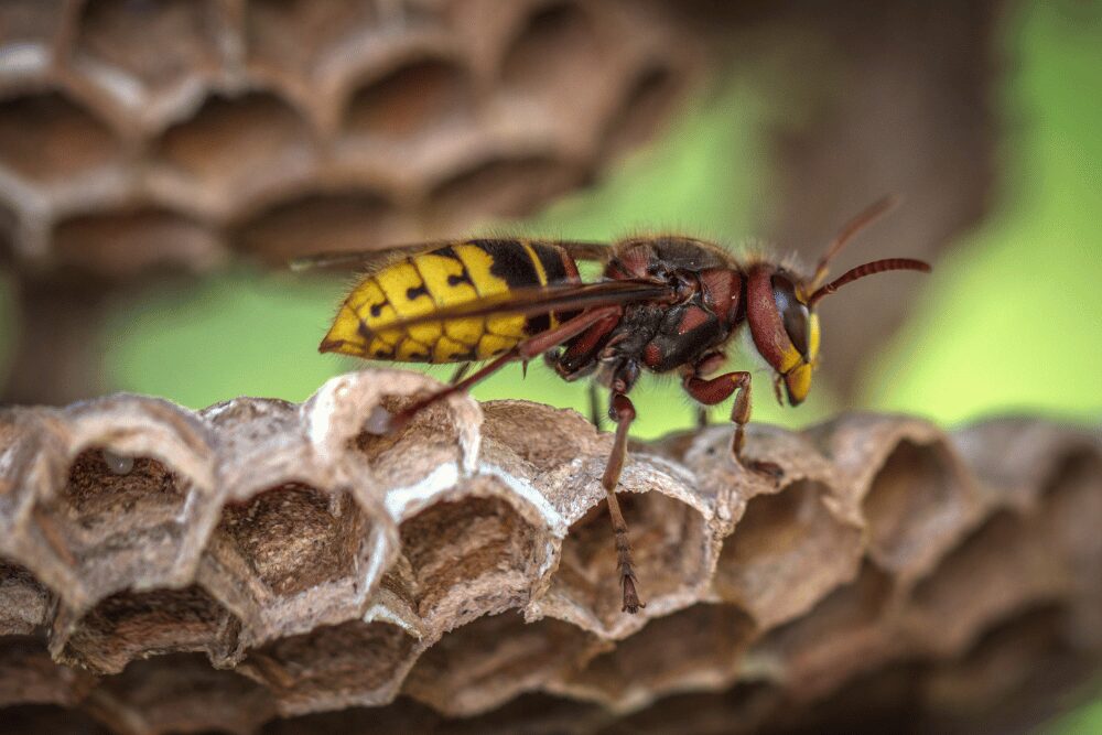 Identifying 20 Common Types of Wasps | Bugaboo Pest Control