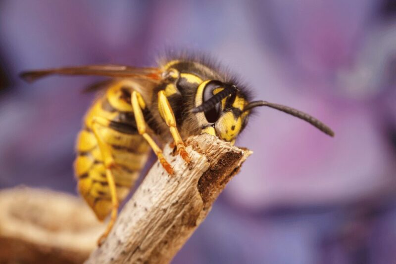 Identifying 20 Common Types of Wasps | Bugaboo Pest Control