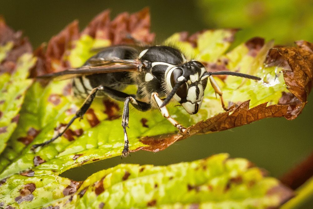 Identifying 20 Common Types of Wasps | Bugaboo Pest Control