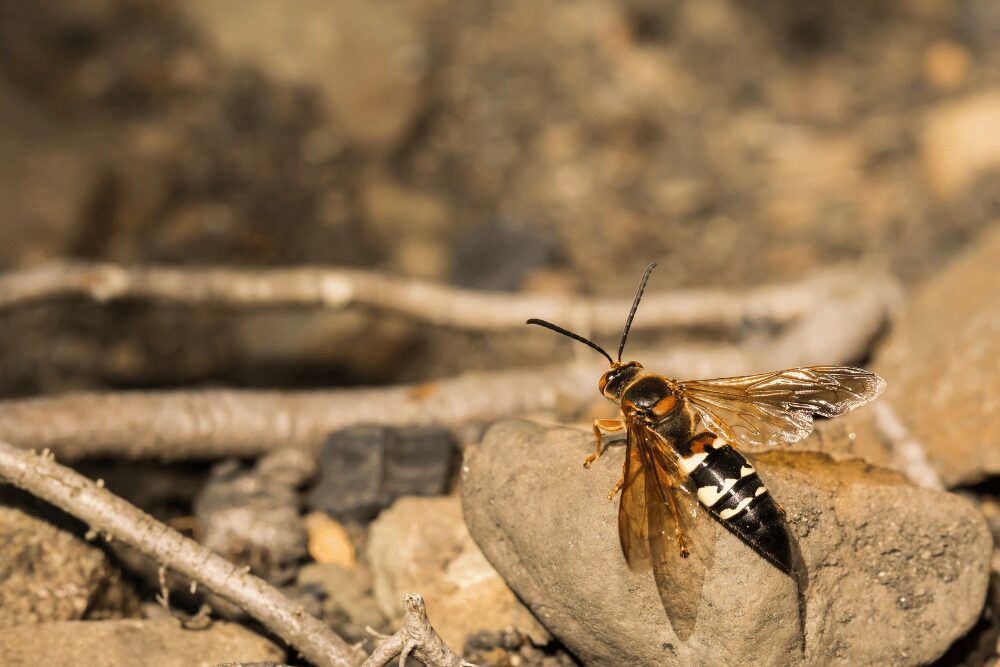Identifying 20 Common Types of Wasps | Bugaboo Pest Control